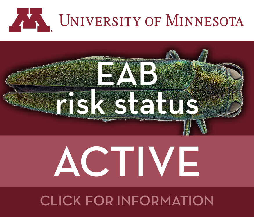 Emerald Ash Borer Program | Minnesota Department of Agriculture