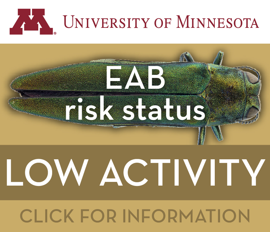 Emerald Ash Borer Program | Minnesota Department of Agriculture
