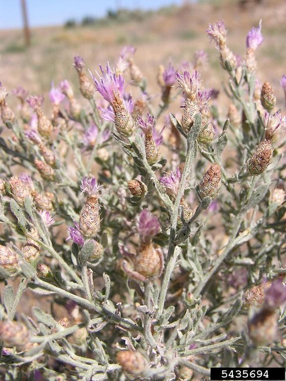 Diffuse Knapweed | Minnesota Department of Agriculture