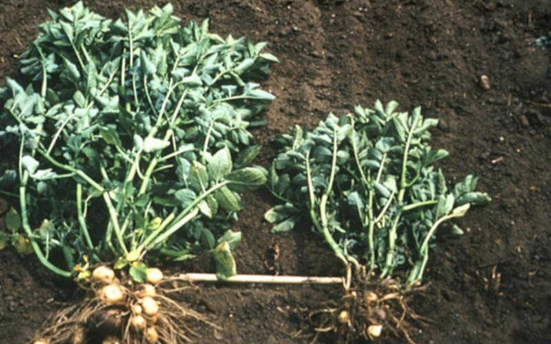 Potato Cyst Nematode Minnesota Department Of Agriculture