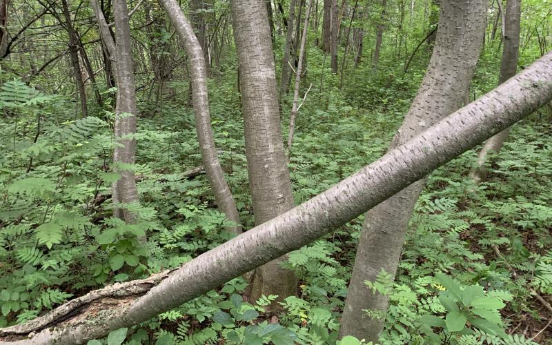 Rowan Mountain Ash | Minnesota Department of Agriculture