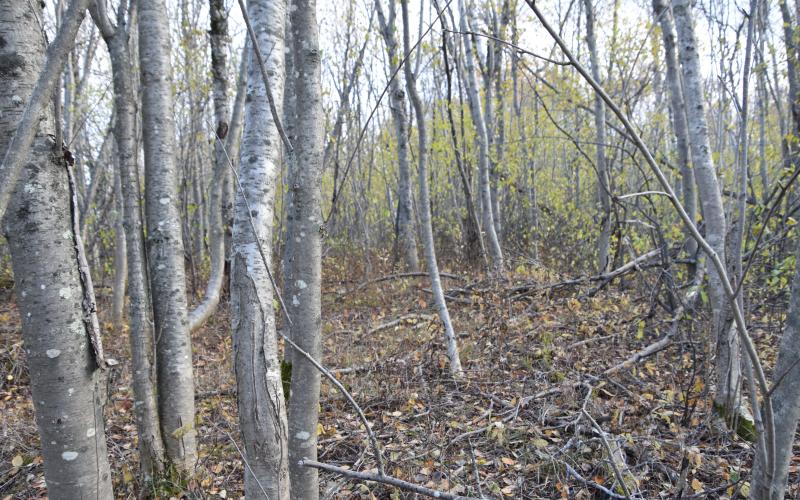 Rowan Mountain Ash | Minnesota Department of Agriculture